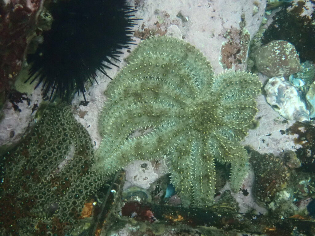 Eleven-armed Sea Star from Merimbula NSW 2548, Australia on November 25 ...