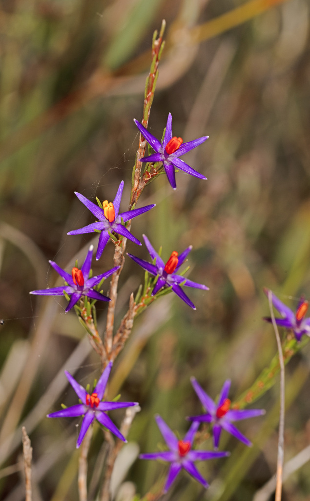(Calectasia gracilis) - Botanical Realm