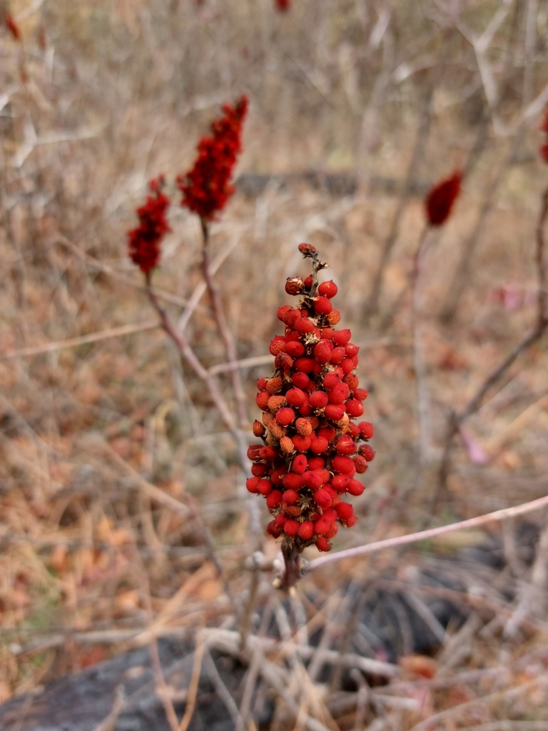 smooth sumac from Apache Junction, AZ 85119, USA on November 30, 2023 ...