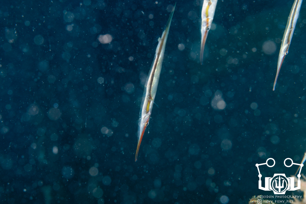 Jointed Razorfish from Zamboanguita, Negros Oriental, Philippines on ...