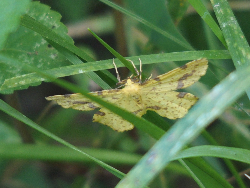 Crocus Geometer Moths in August 2023 by cloakedmarvel · iNaturalist