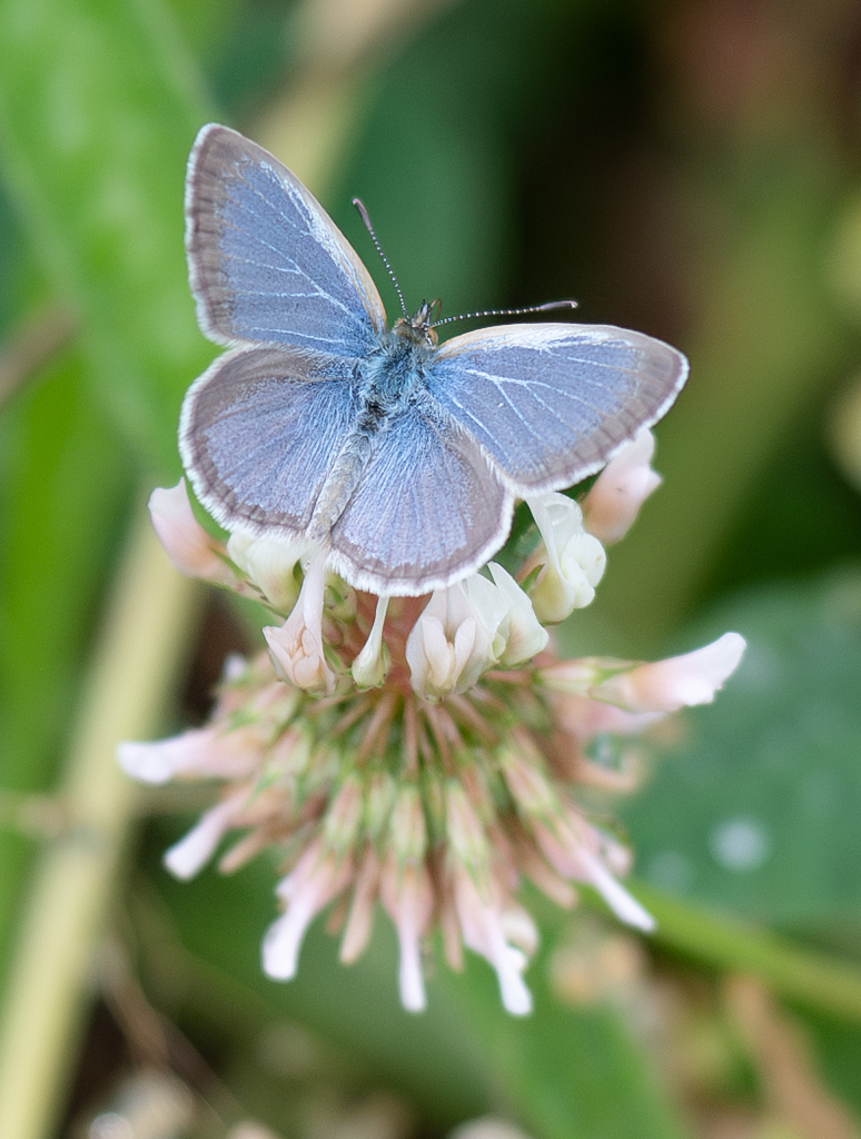 Common Grass-blue from Melbourne VIC, Australia on November 26, 2023 at ...