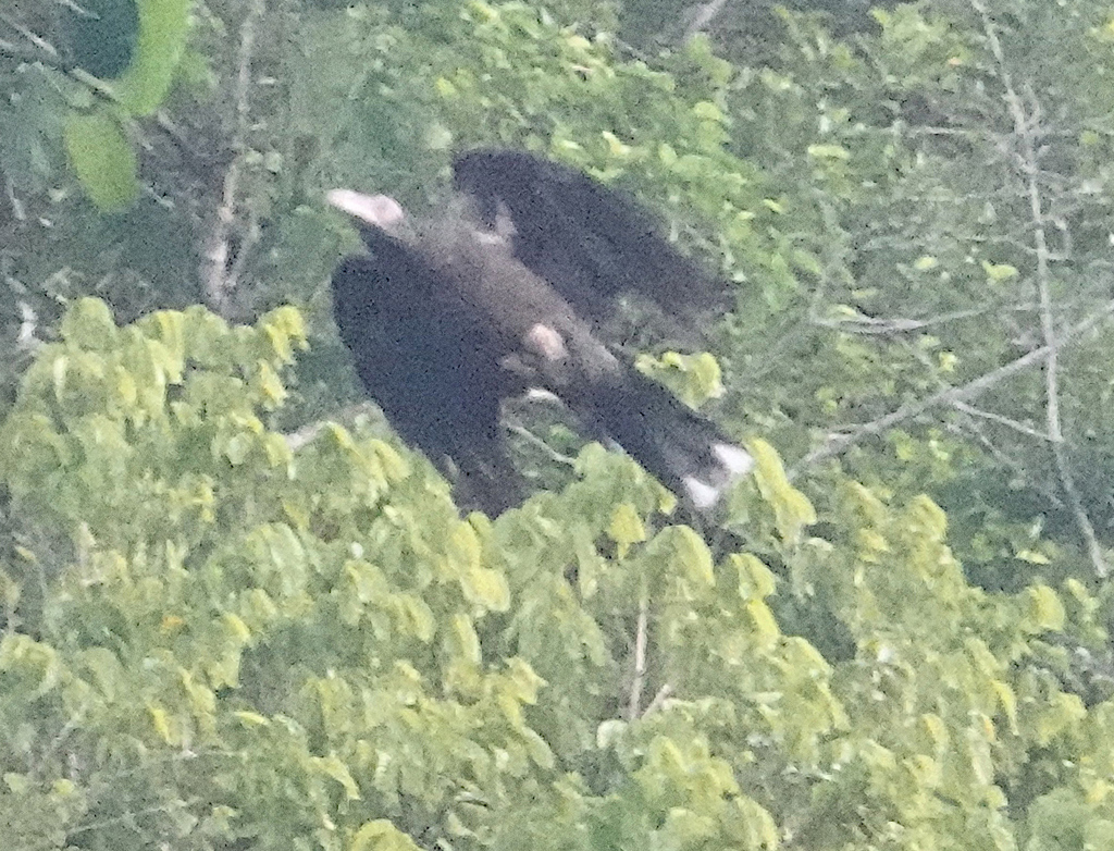 Gray Crow from Sawatuk, Sorong Regency, West Papua, Indonesia on ...