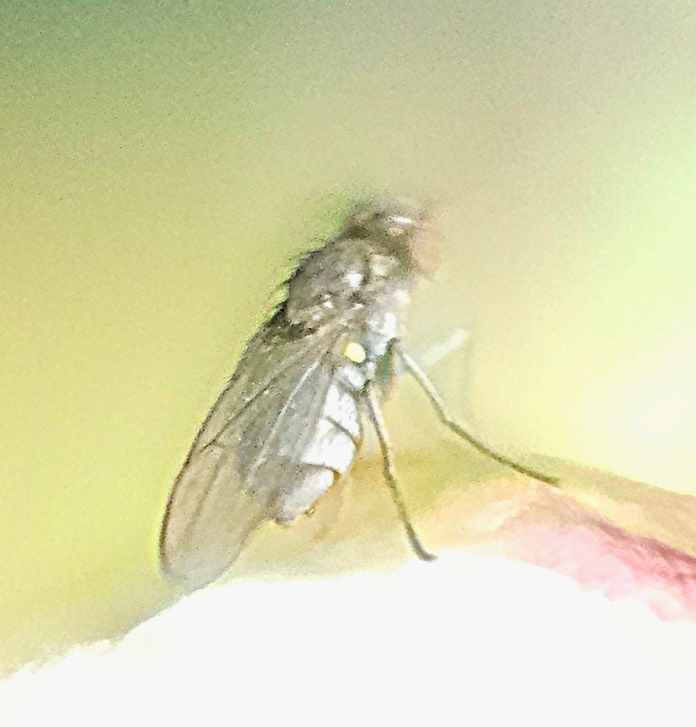 Hydrellia from Upwey VIC 3158, Australia on December 2, 2023 at 06:10 ...