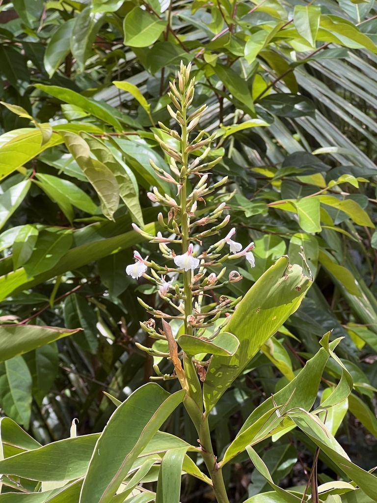 Native Ginger from Border Ranges National Park, Border Ranges, NSW, AU ...