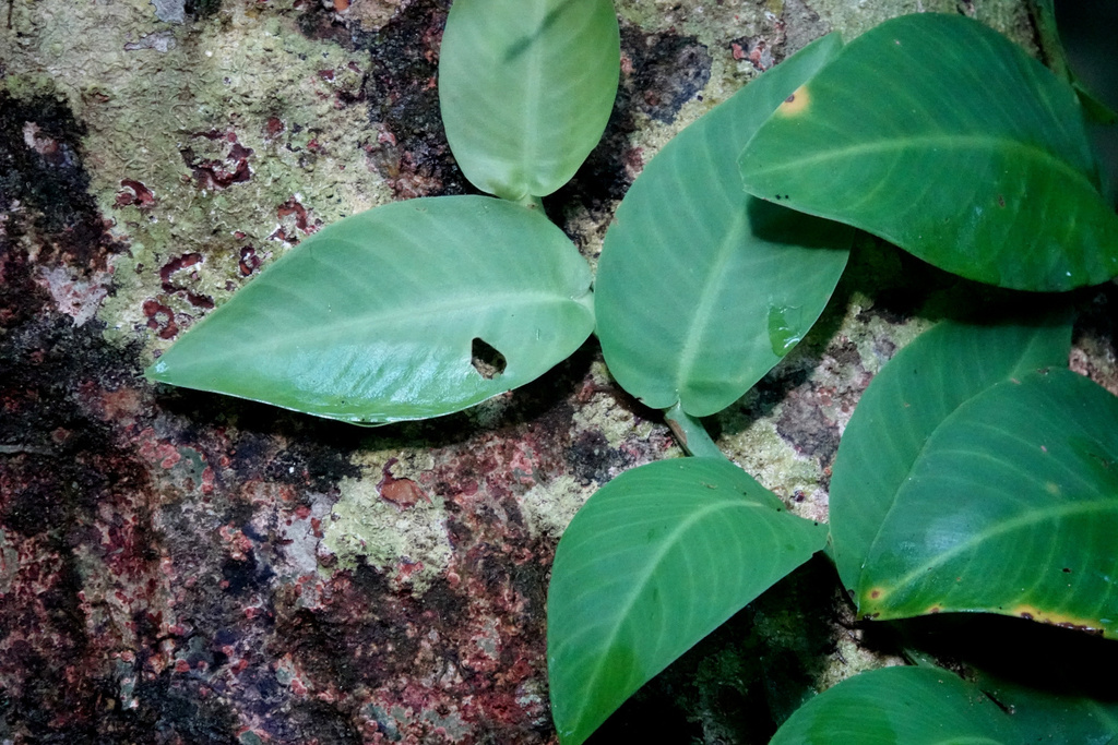 Rhaphidophora from Malagufuk, Sorong Regency, West Papua, Indonesia on ...