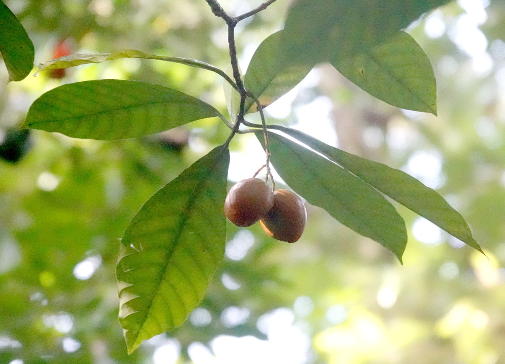 dicots from Malagufuk, Sorong Regency, West Papua, Indonesia on October ...