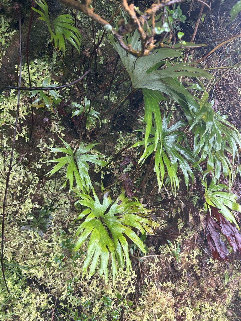 Broad-leaf Fern from Yangmingshan National Park, Beitou District, TPE ...
