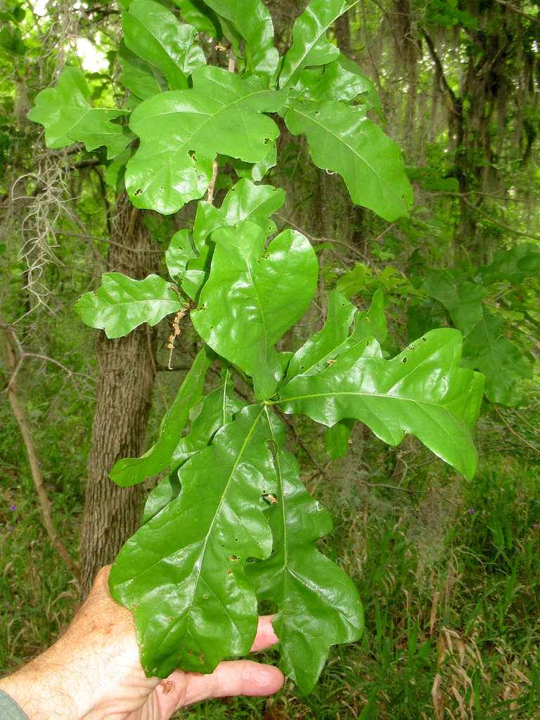 Durand white oak from Palmetto SP, Gonzales Co., TX on March 28, 2019 ...
