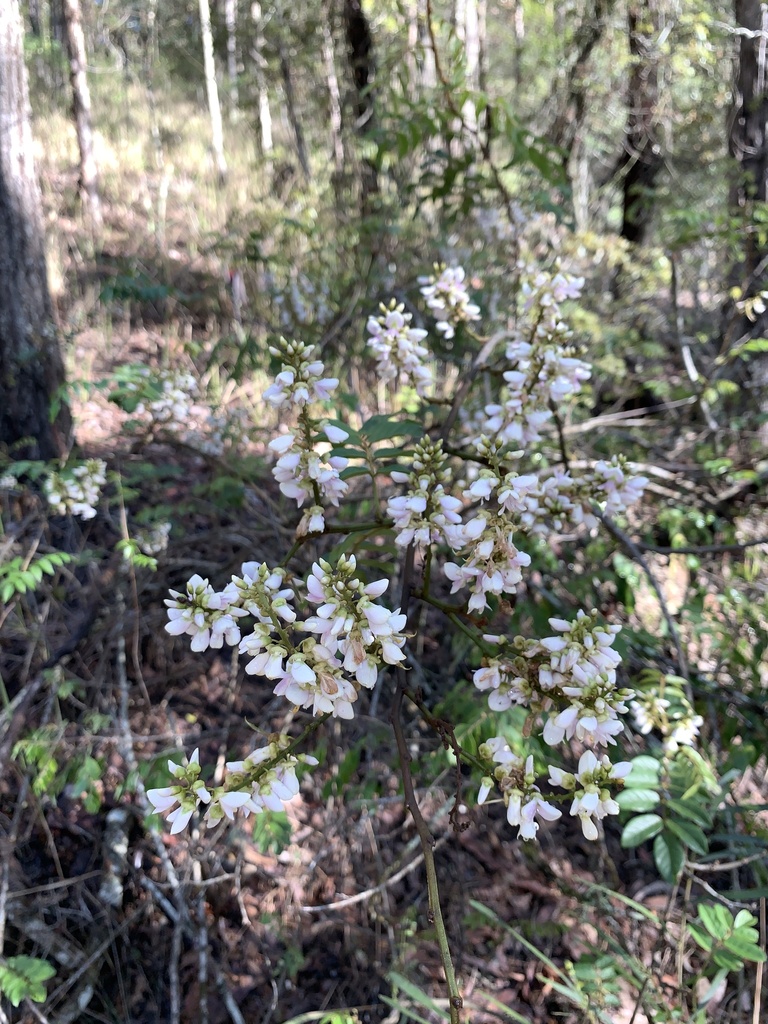 Derris involuta in December 2023 by Alan Wynn · iNaturalist