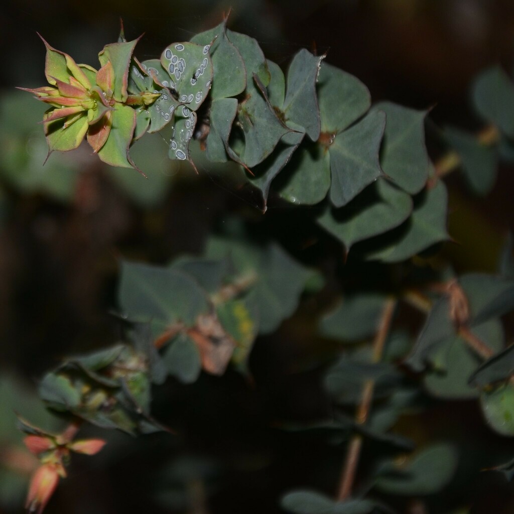 spiny bush-pea in November 2023 by Matilda · iNaturalist