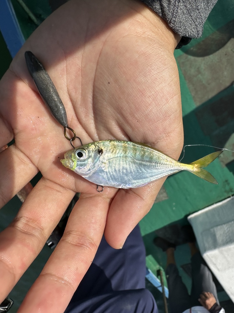 Razorbelly Trevally from North Pacific Ocean, SG on December 2, 2023 at ...