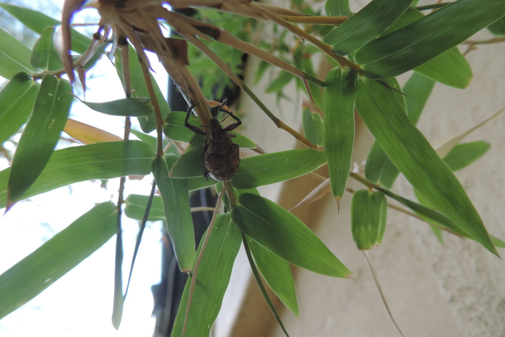Broad-nosed Weevils from The Farmhouse, Matobo, Zimbabwe on November 26 ...