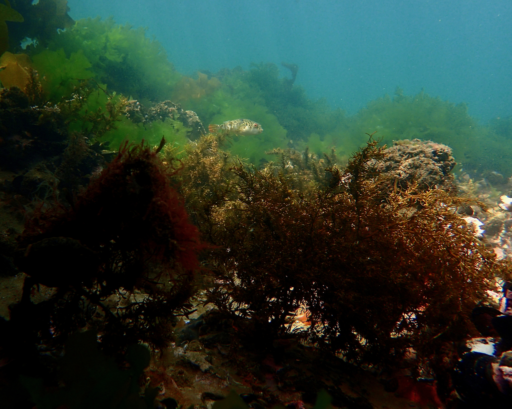 Smooth Toadfish from Hampton Beach, Victoria, Australia on November 5 ...