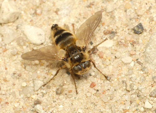 Deer Warble Fly (Hypoderma diana) · iNaturalist
