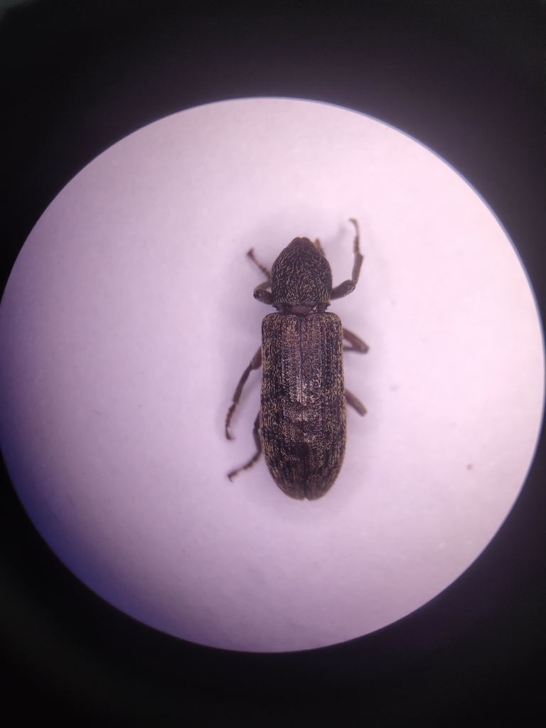 Stenochinus apiciconcavus from Guangdong, CN on May 20, 2023 at 09:31 ...