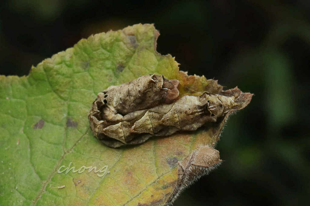 Peach Blossom Moth from 中国江苏省南京市玄武区 on November 12, 2023 at 04:48 PM by ...