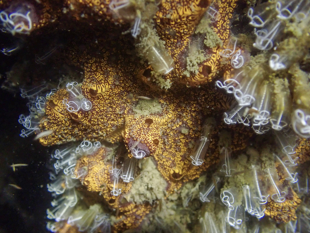 ladder ascidian from 42 Swinburne St, North Geelong VIC 3215, Australia ...