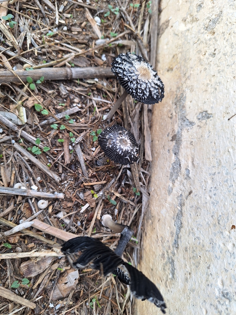inky caps from Τοπική Κοινότητα Γαλησσά, Ελλάδα on December 2, 2023 at ...