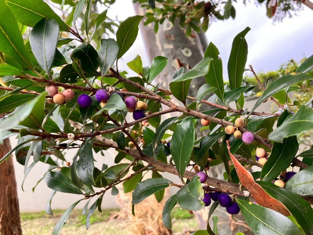 Blue Lilly Pilly in December 2023 by neilson · iNaturalist