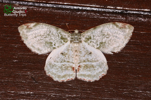 Absala dorcada · iNaturalist United Kingdom