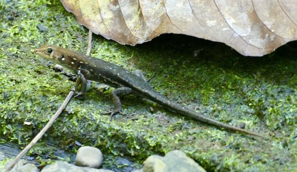 Slender Emo Skink from Pulau Waigeo, Raja Ampat, West Papua, ID on ...