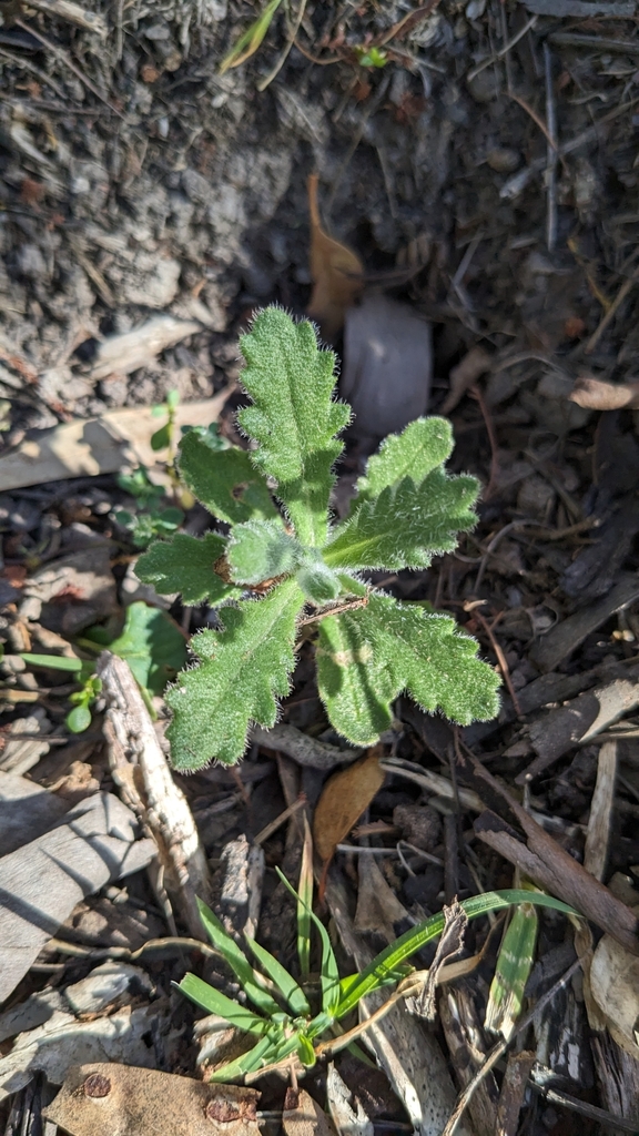 Cutleaf burnweed from Fyans Creek VIC 3381, Australia on December 2 ...