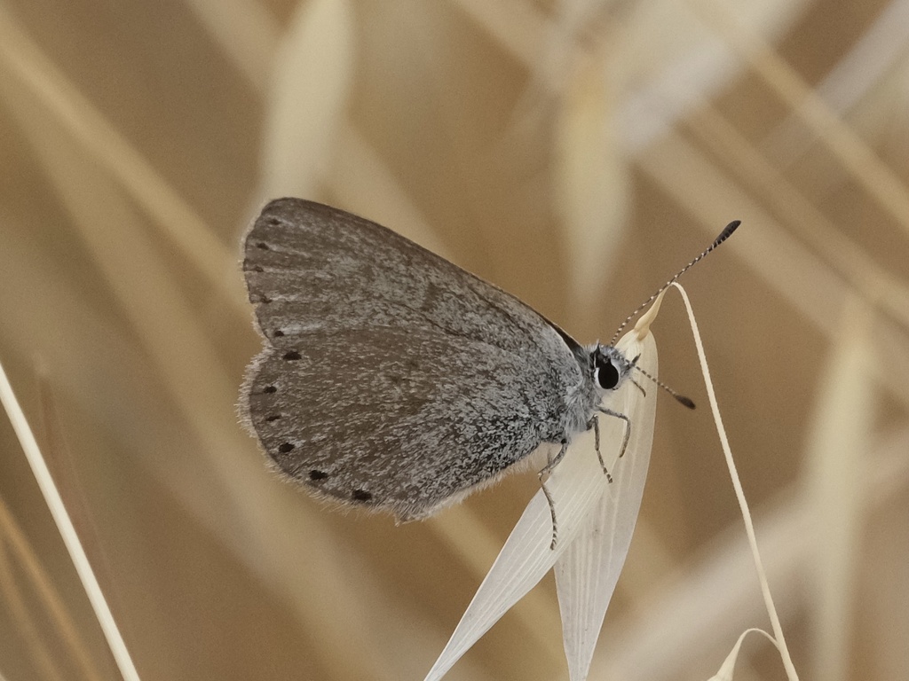 Golden-rayed Blue in December 2023 by gggpellas. Possibly a male ...