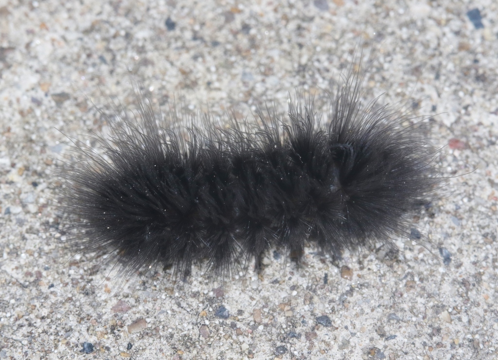 Tiger Moths from Brownsville, TX, USA on November 29, 2023 at 08:16 AM ...