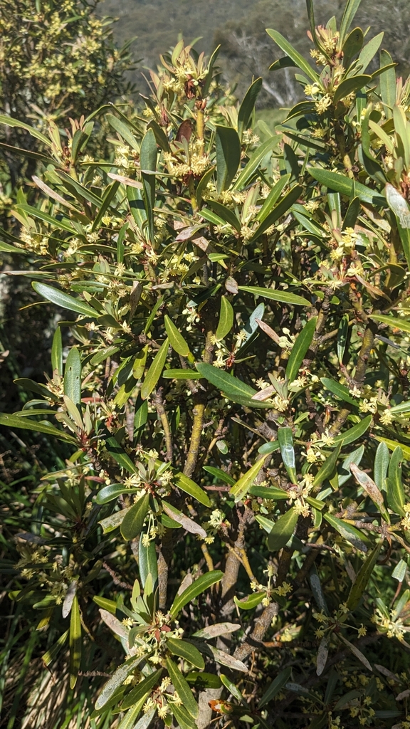 alpine pepper from Dibbins Hut on November 23, 2023 at 04:12 PM by ...