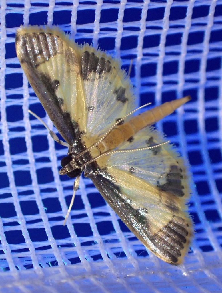Pearl Moths from Pulau Waigeo, Raja Ampat, West Papua, ID on November 3 ...