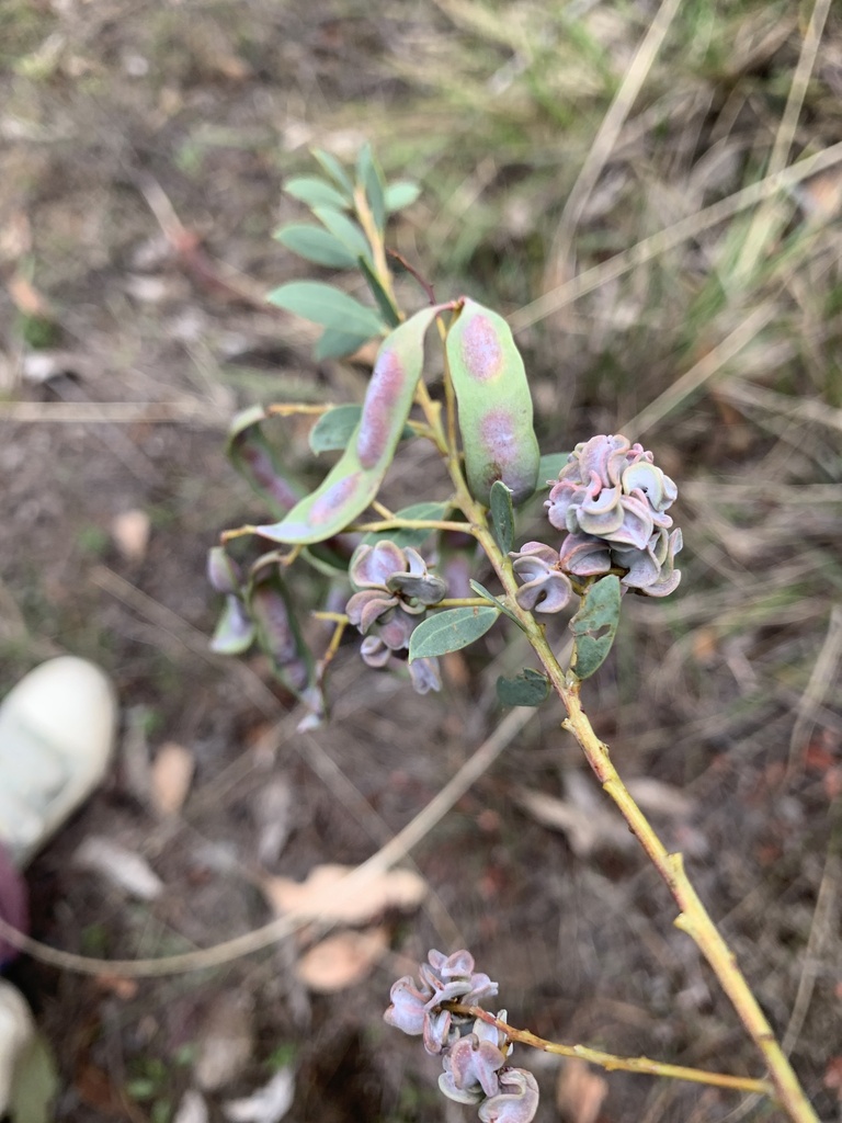 box-leaved wattle from Hill St, Lithgow, NSW, AU on December 2, 2023 at ...