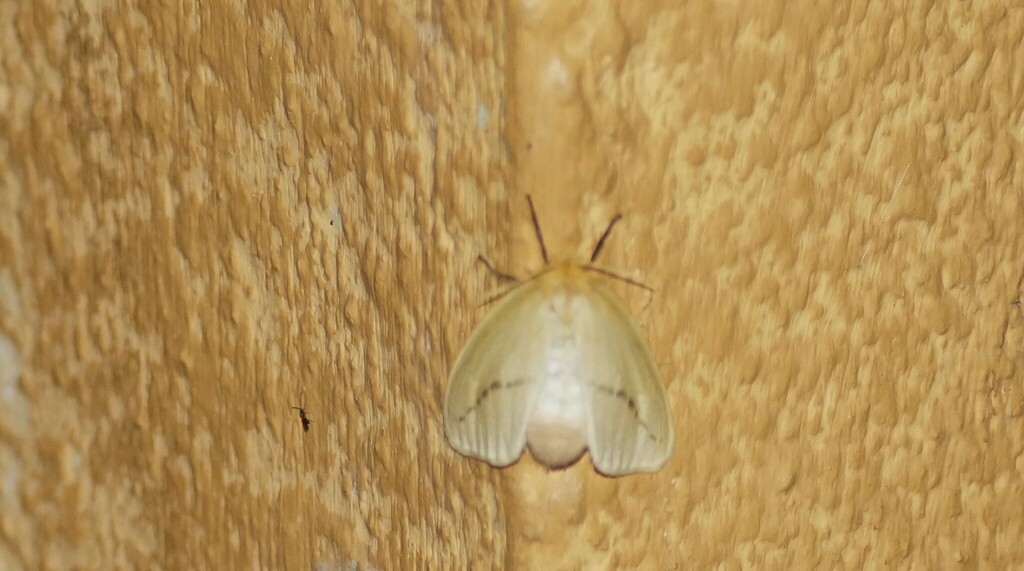 Phiala from Kenema, Sierra Leone on November 19, 2023 at 11:20 PM by ...