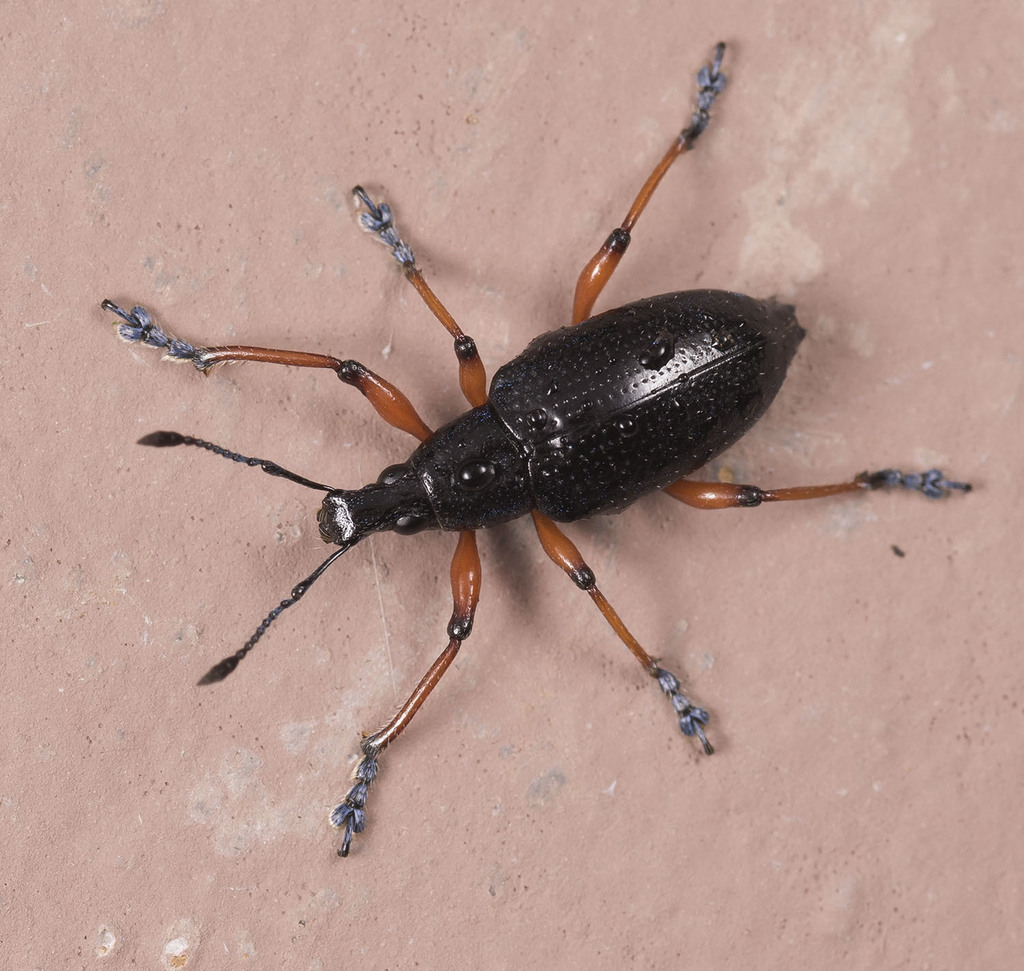 True Weevils from Vara Blanca, Heredia Province, Costa Rica on November ...