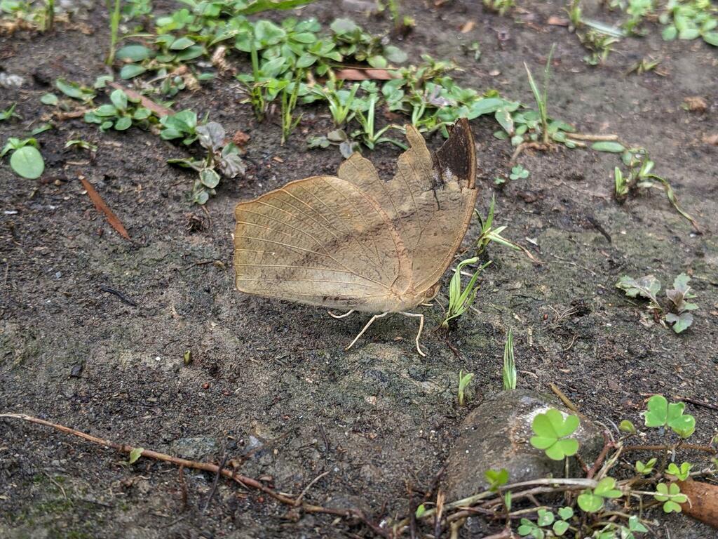 Common Duffer from 台灣臺北 on December 2, 2023 at 09:57 AM by Wan-hsuan ...