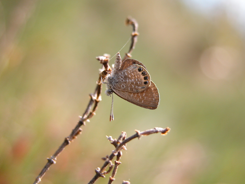 Eastern Pygmy-Blue from Big Pine Key, Florida 33043, USA on March 30 ...