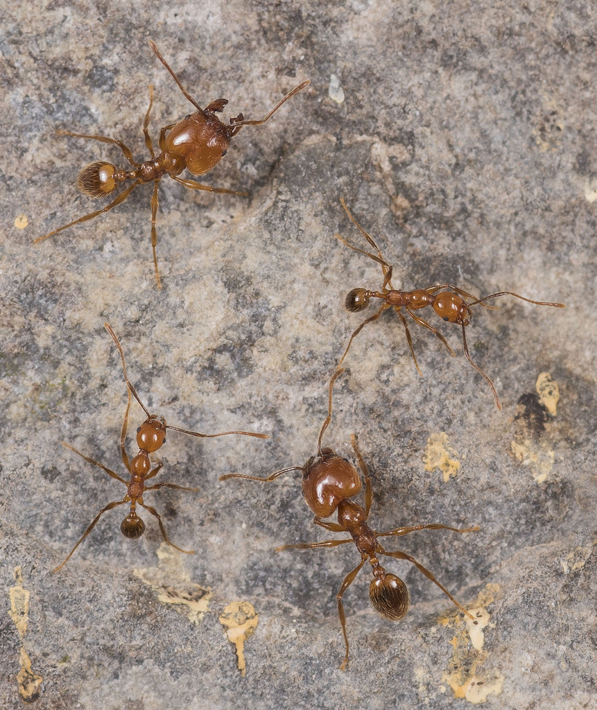 Big-headed Ants from Vara Blanca, Heredia Province, Costa Rica on ...