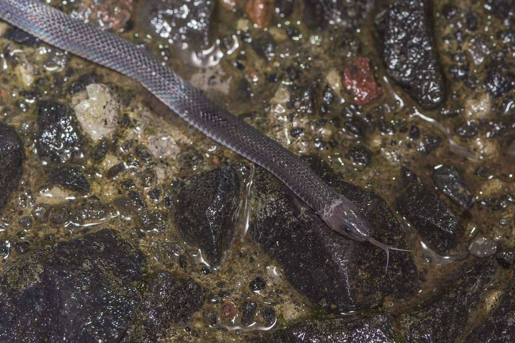 Latin American Earth Snakes from Vara Blanca, Heredia Province, Costa ...