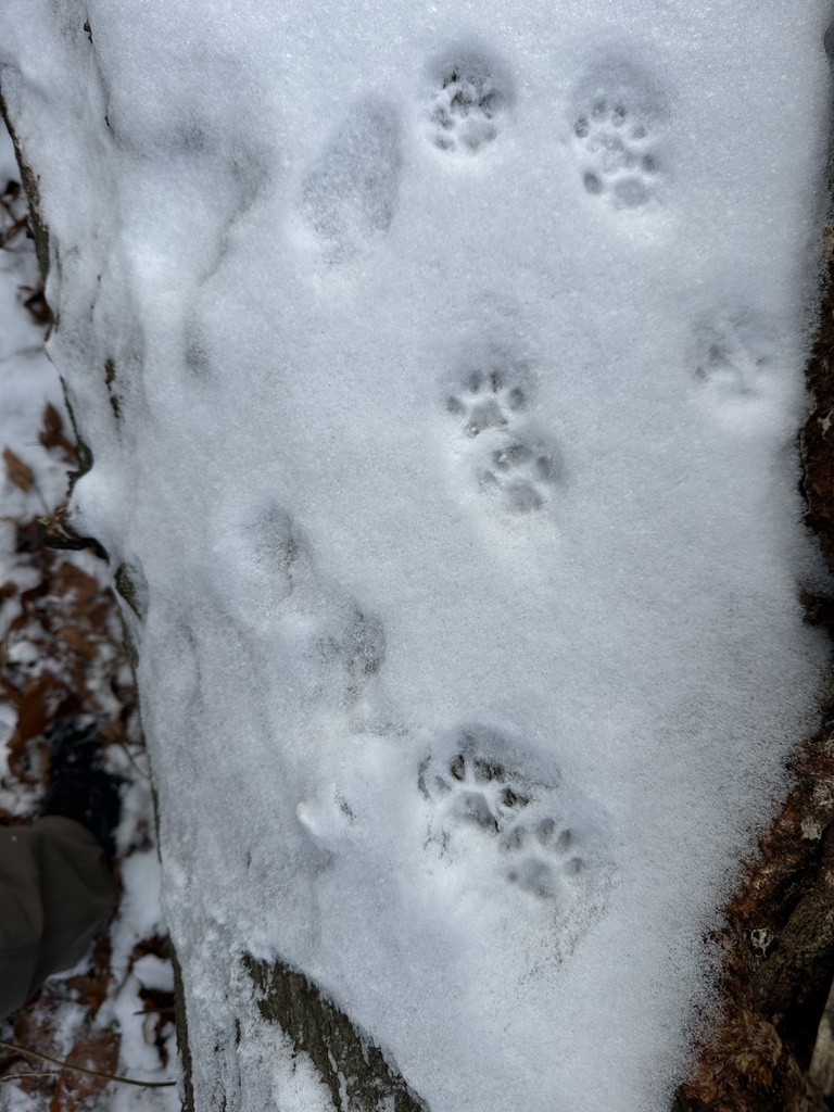 Domestic Cat from Dyrehaven, Klampenborg, Capital Region of Denmark, DK ...