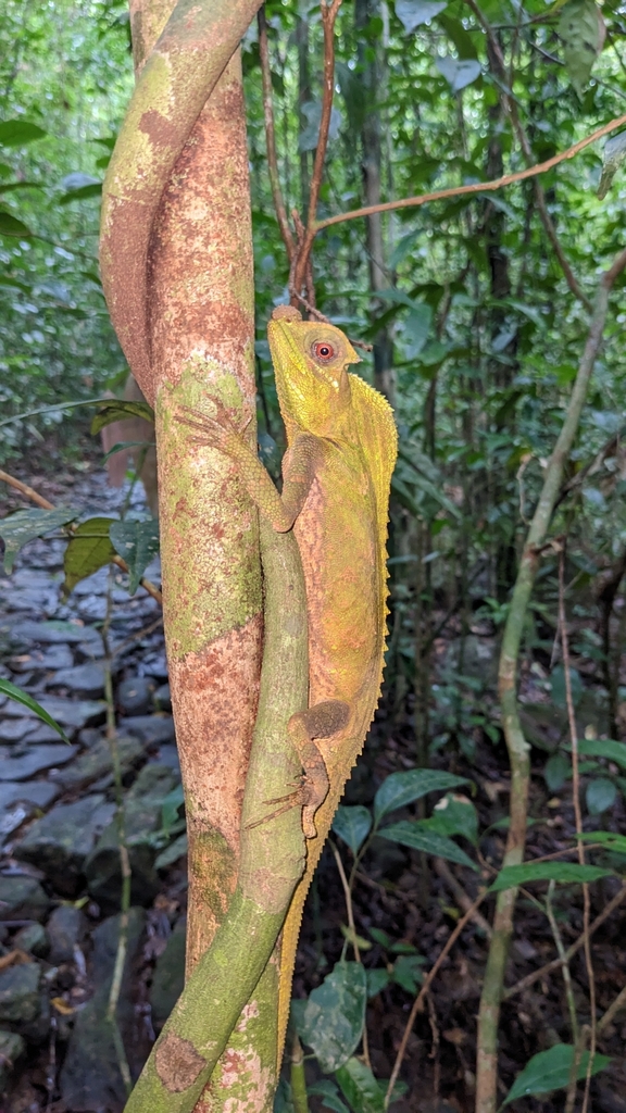 Hump Snout Lizard in December 2023 by Blair Dudeck · iNaturalist