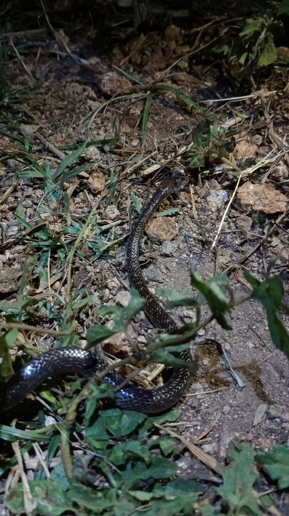 Common Wolf Snake from RMWC+59Q, Lasiana, Kec. Klp. Lima, Kota Kupang ...