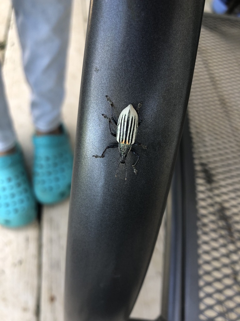 Diaprepes Root Weevil from Barbados, Barbados, BB on December 2, 2023 ...
