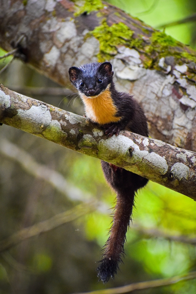 Long-tailed Weasel from Caicedo, Antioquia, Colombia on September 26 ...