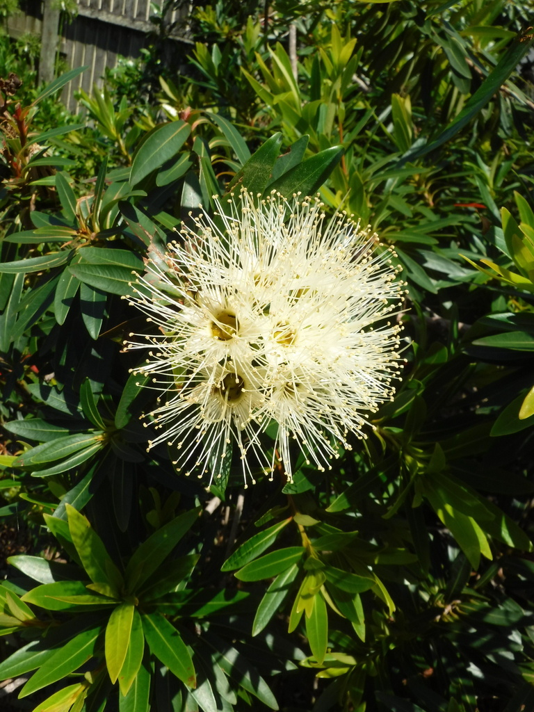 Xanthostemon from Burnett Heads QLD 4670, Australia on January 15, 2022 ...