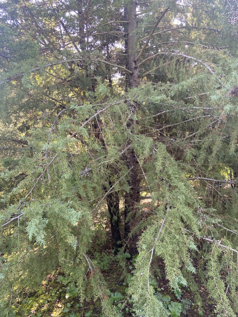 cedar of Goa from Seven Hills National Park, Tomar, Centro, PT on ...