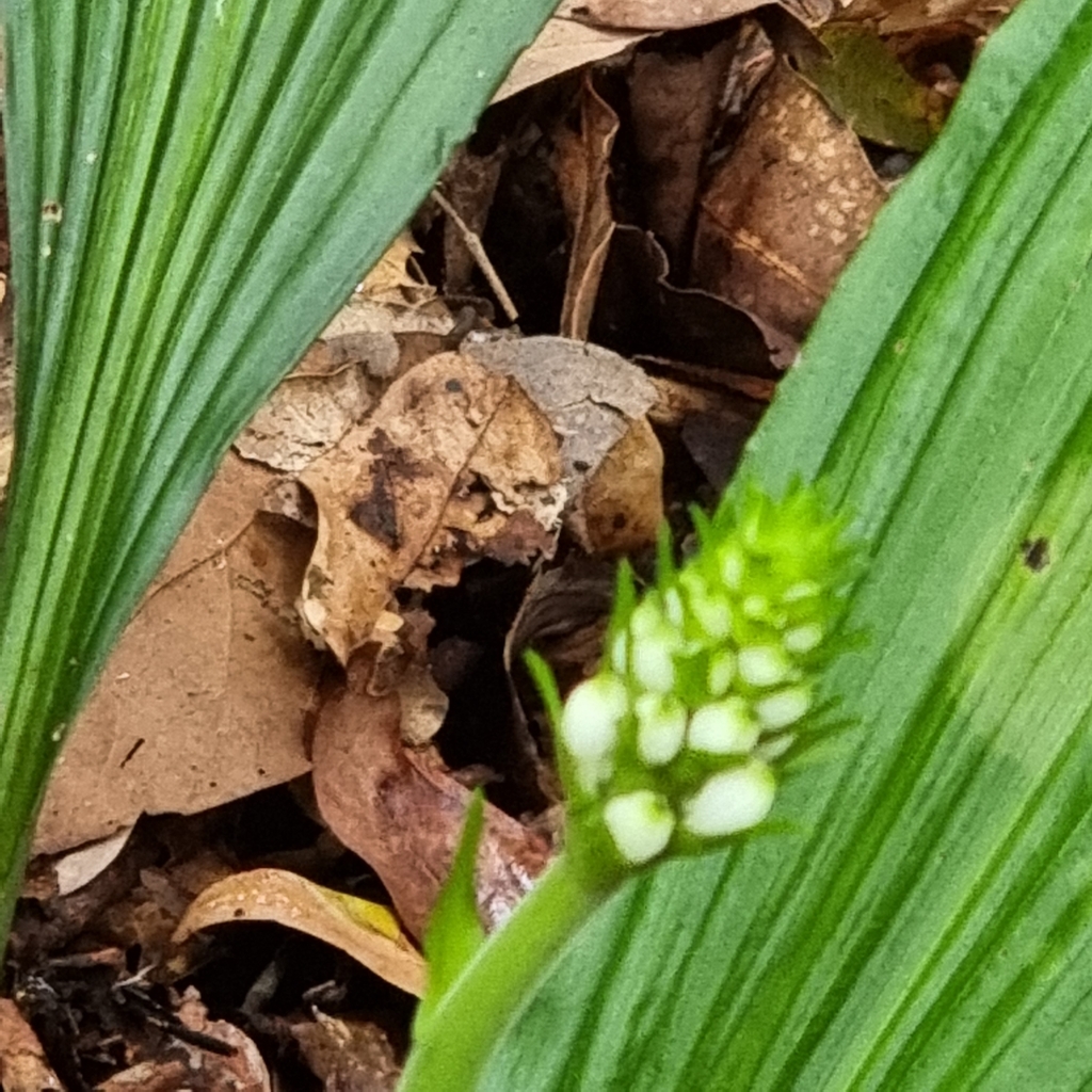 Christmas Orchid in December 2023 by Martin Rady · iNaturalist