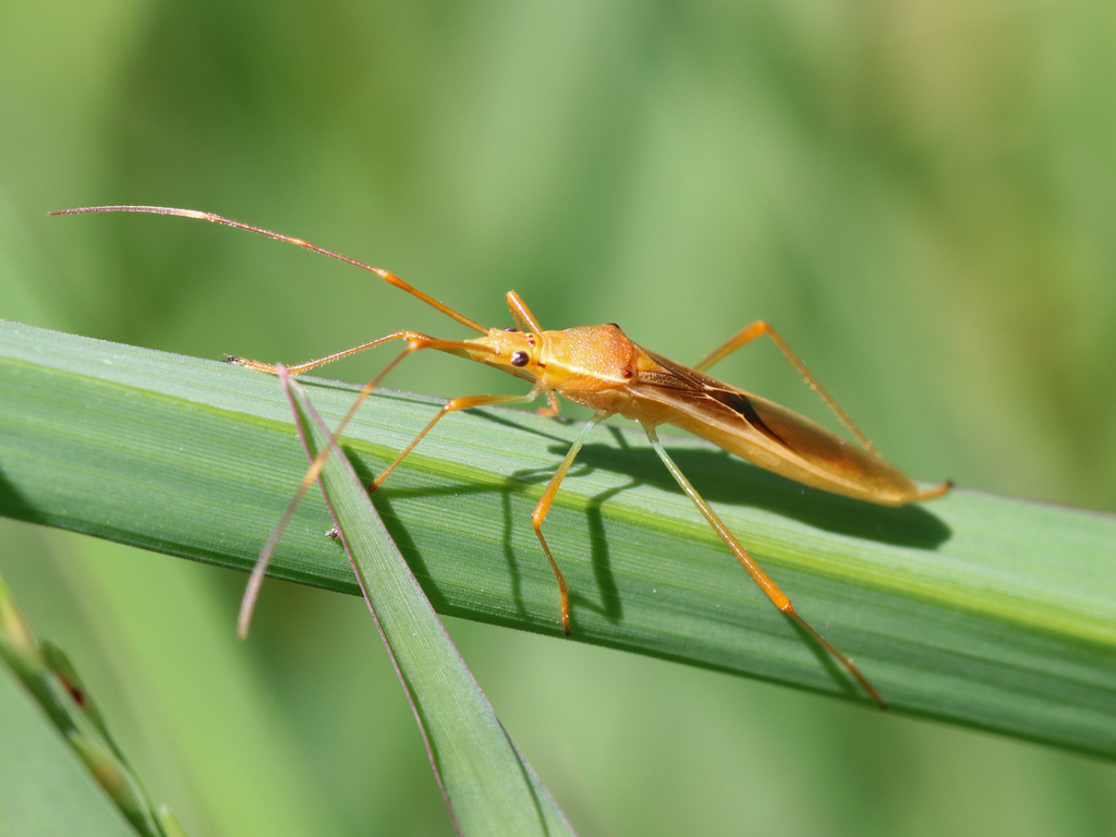 Paddy Bug from Ewen Maddock Dam, Landsborough QLD 4550, Australia on ...