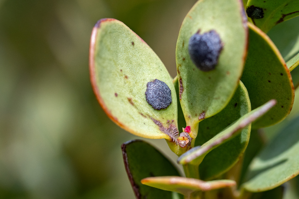 Microcyclus amphimelaenus from Kleinmond, 7195, South Africa on ...