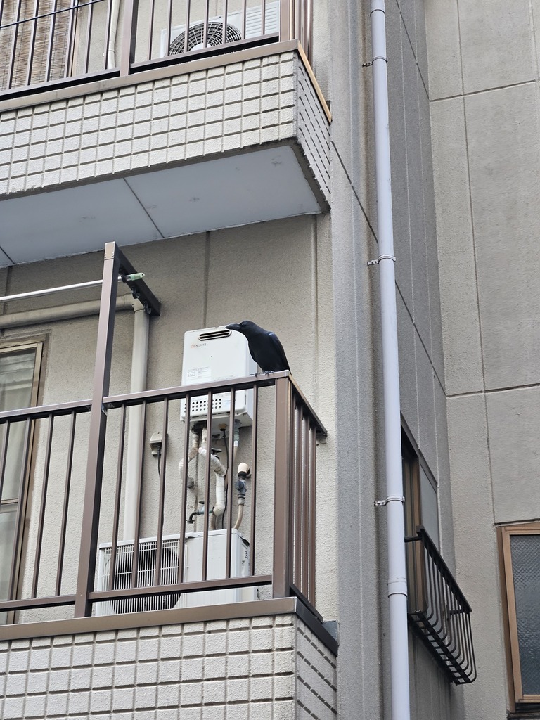 Large-billed Crow from Ikebukuro, Toshima City, Tokyo, Japan on ...
