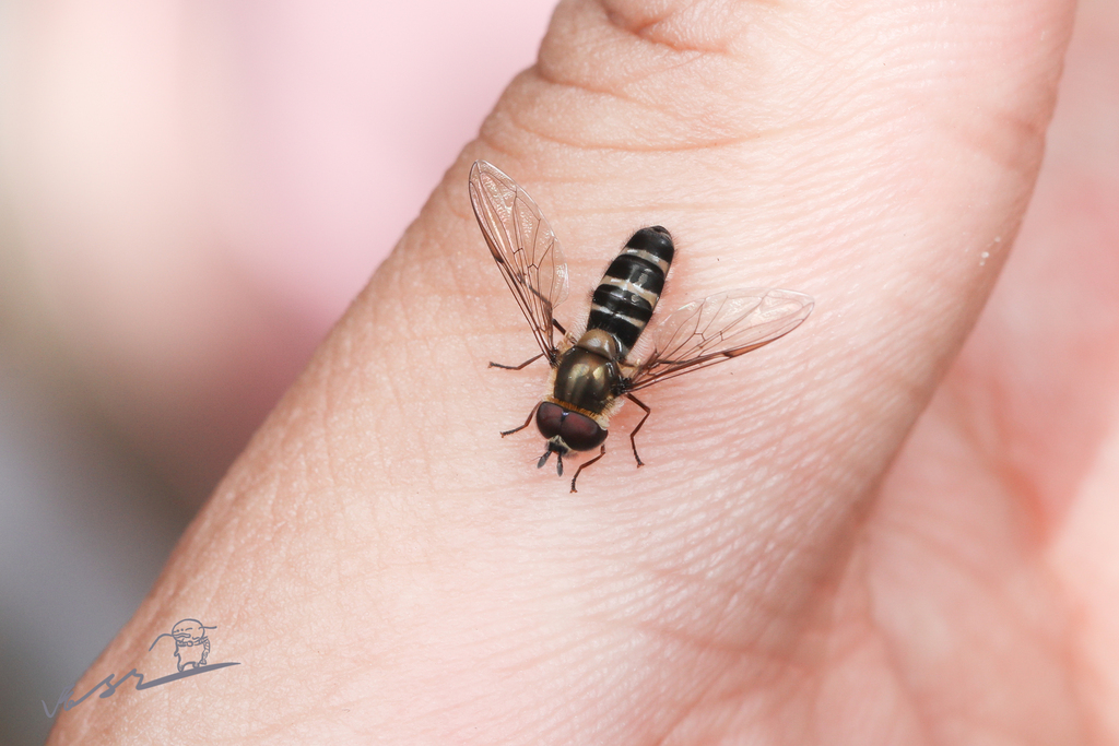 Hover Flies from 中国北京市门头沟区百花山 on June 25, 2022 at 02:07 PM by ...